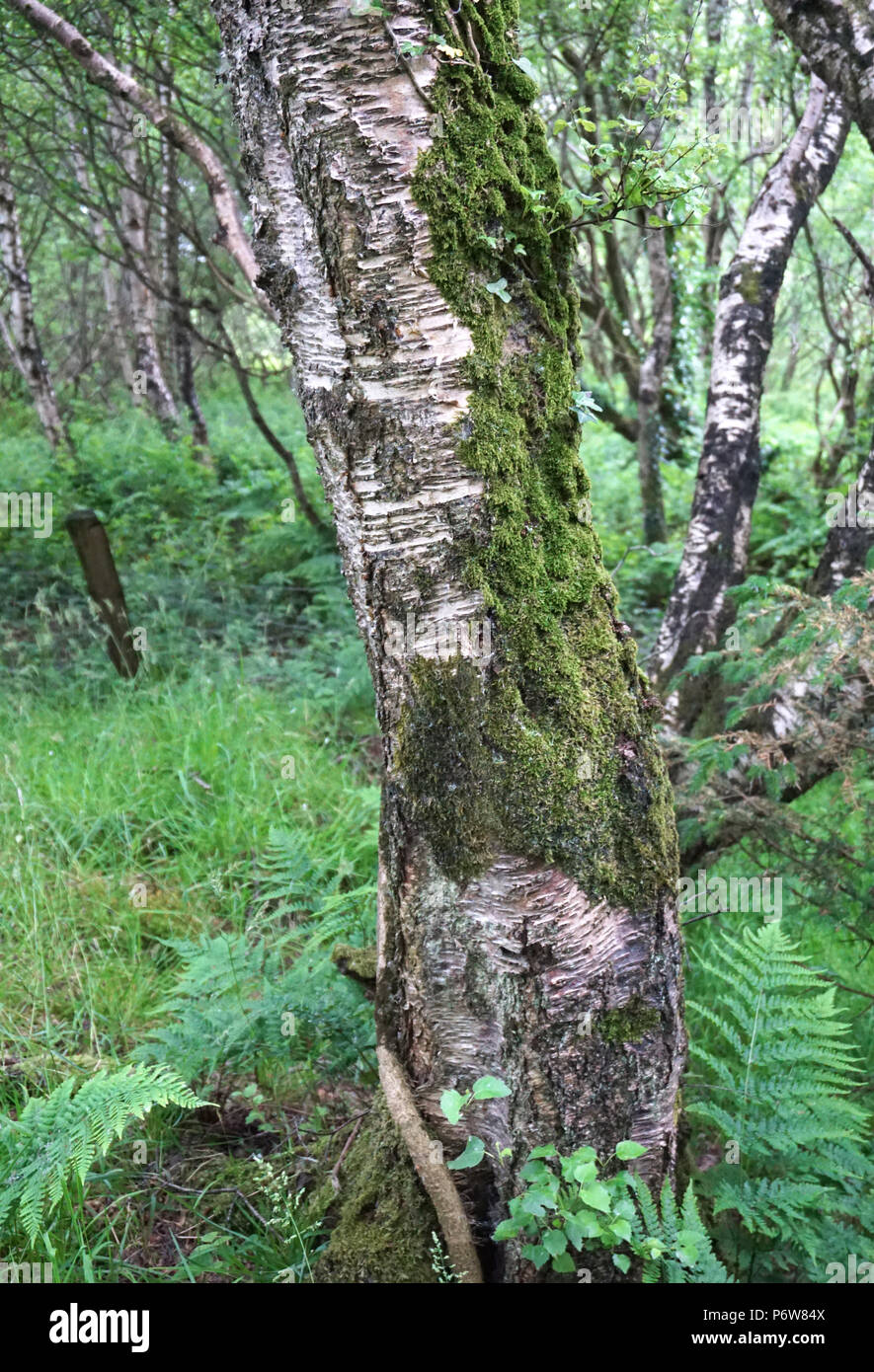 Northern Ireland Bogland Oak Trees and Ferns in a forest in County ...