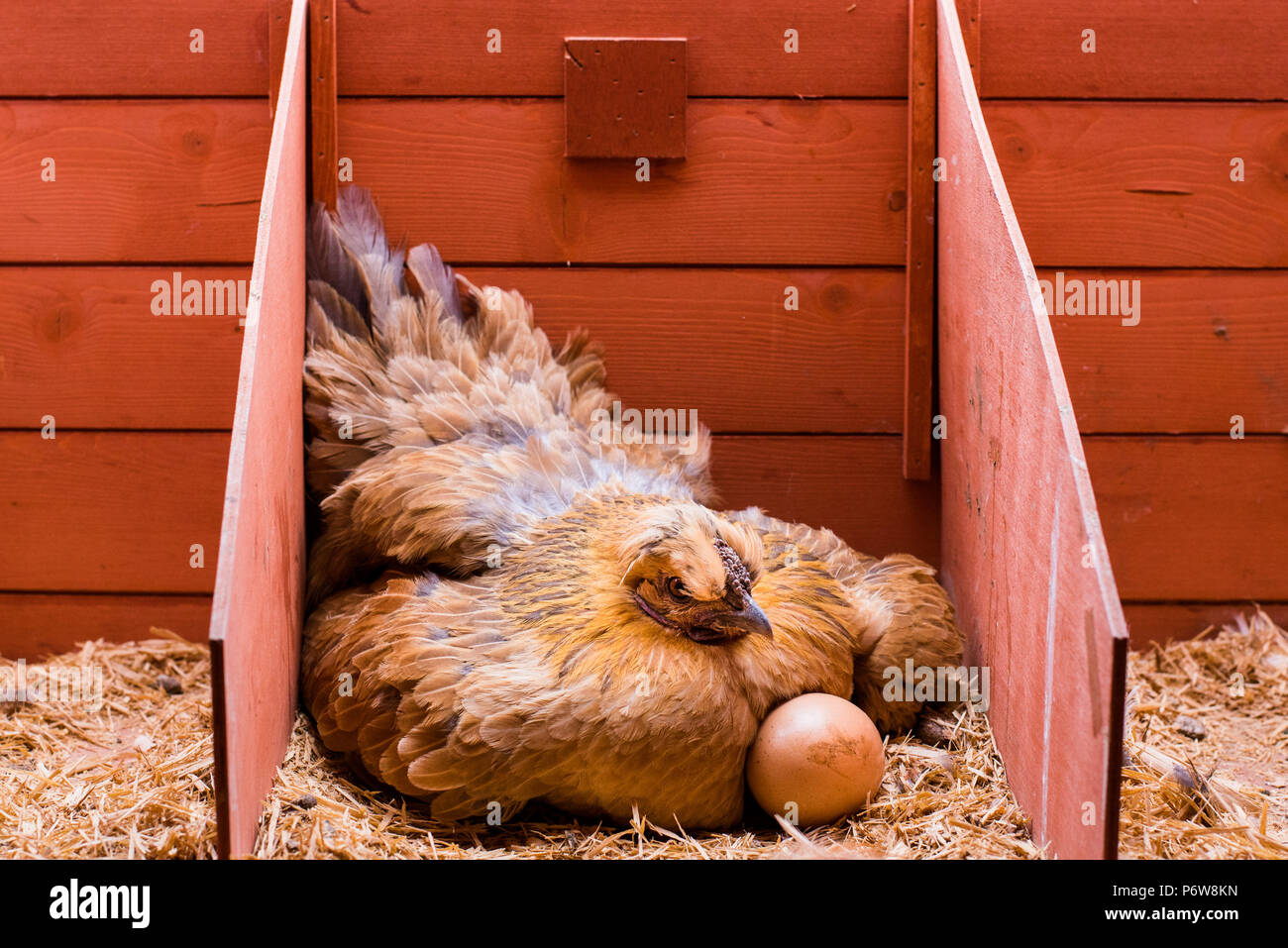 Laying red hen incubating eggs inside his cage Stock Photo - Alamy