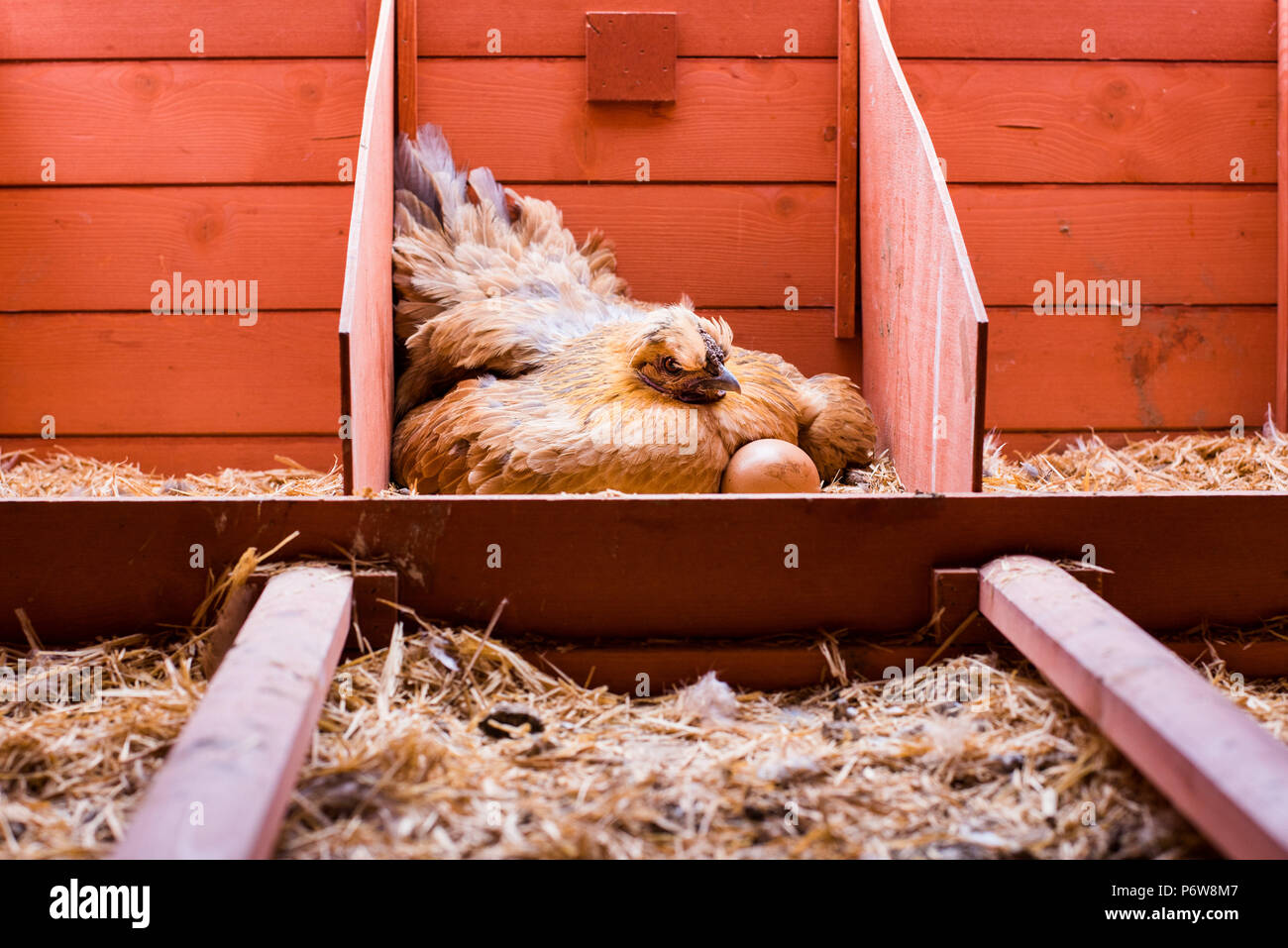 Laying red hen incubating eggs inside his cage Stock Photo - Alamy