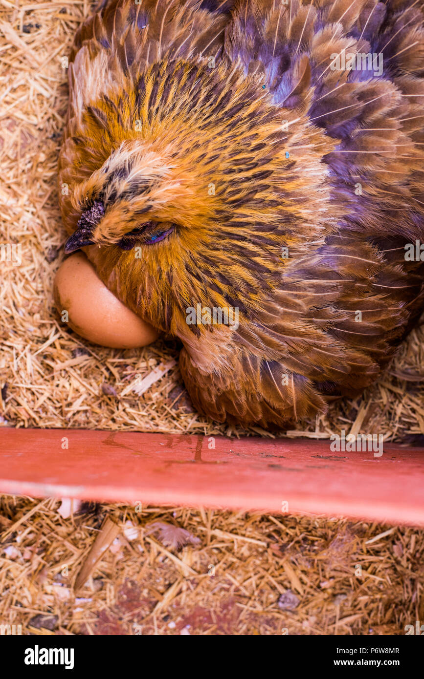 Laying red hen incubating eggs inside his cage Stock Photo - Alamy