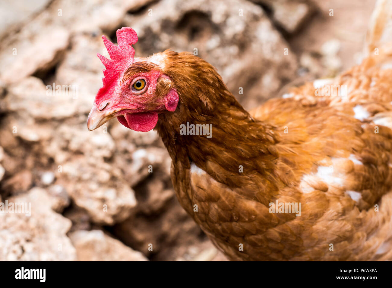 Hen with red crest in chicken coop Stock Photo - Alamy