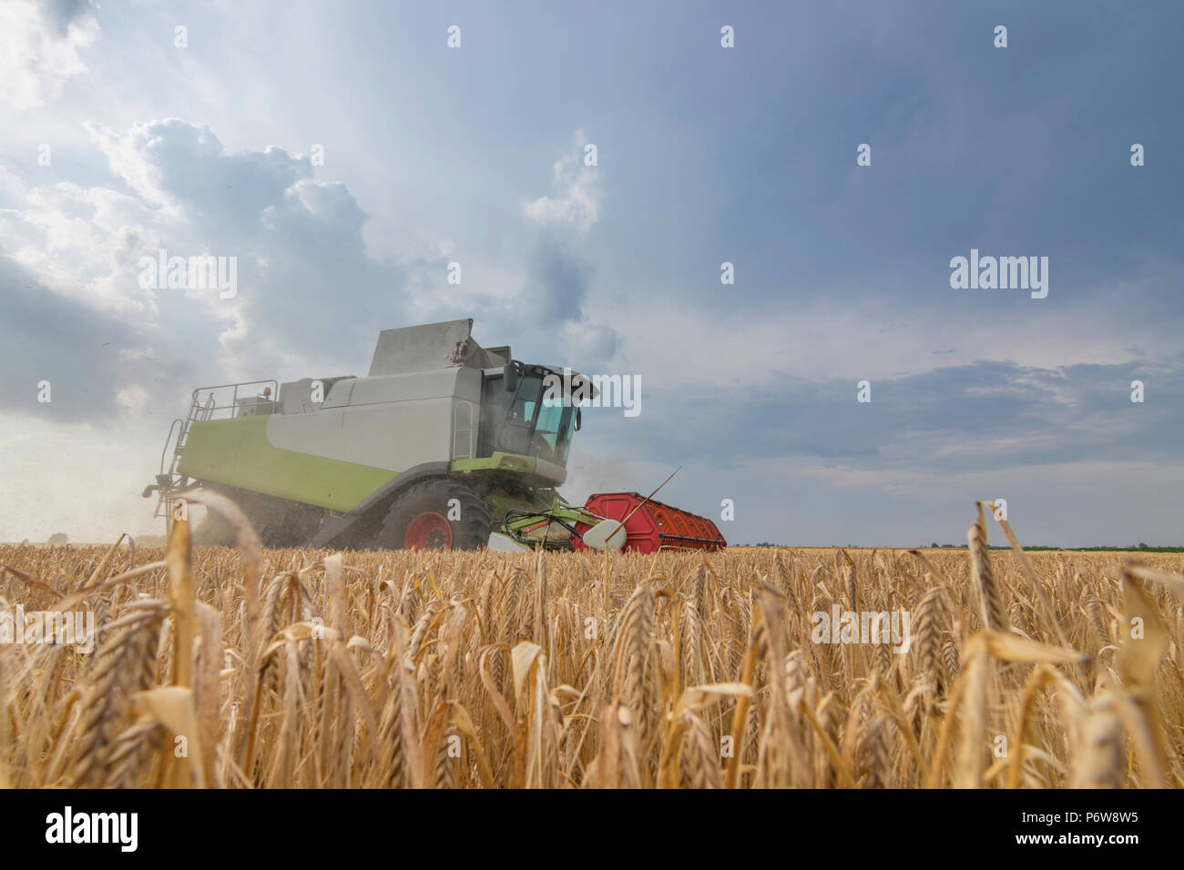 Combine harvesting a wheat field. Combine working the field Stock Photo ...