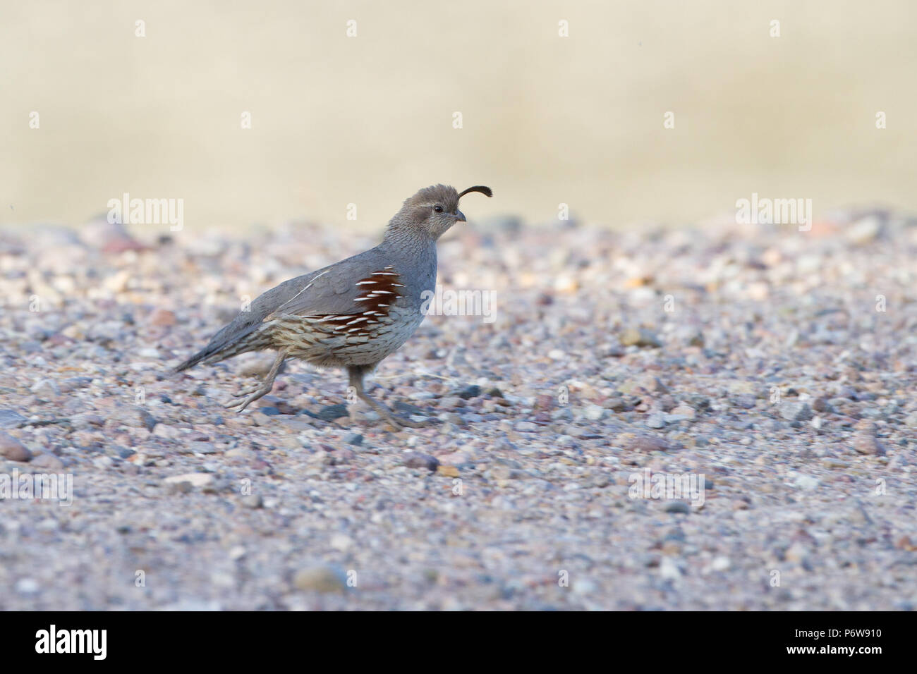 Gambels quail hi-res stock photography and images - Alamy