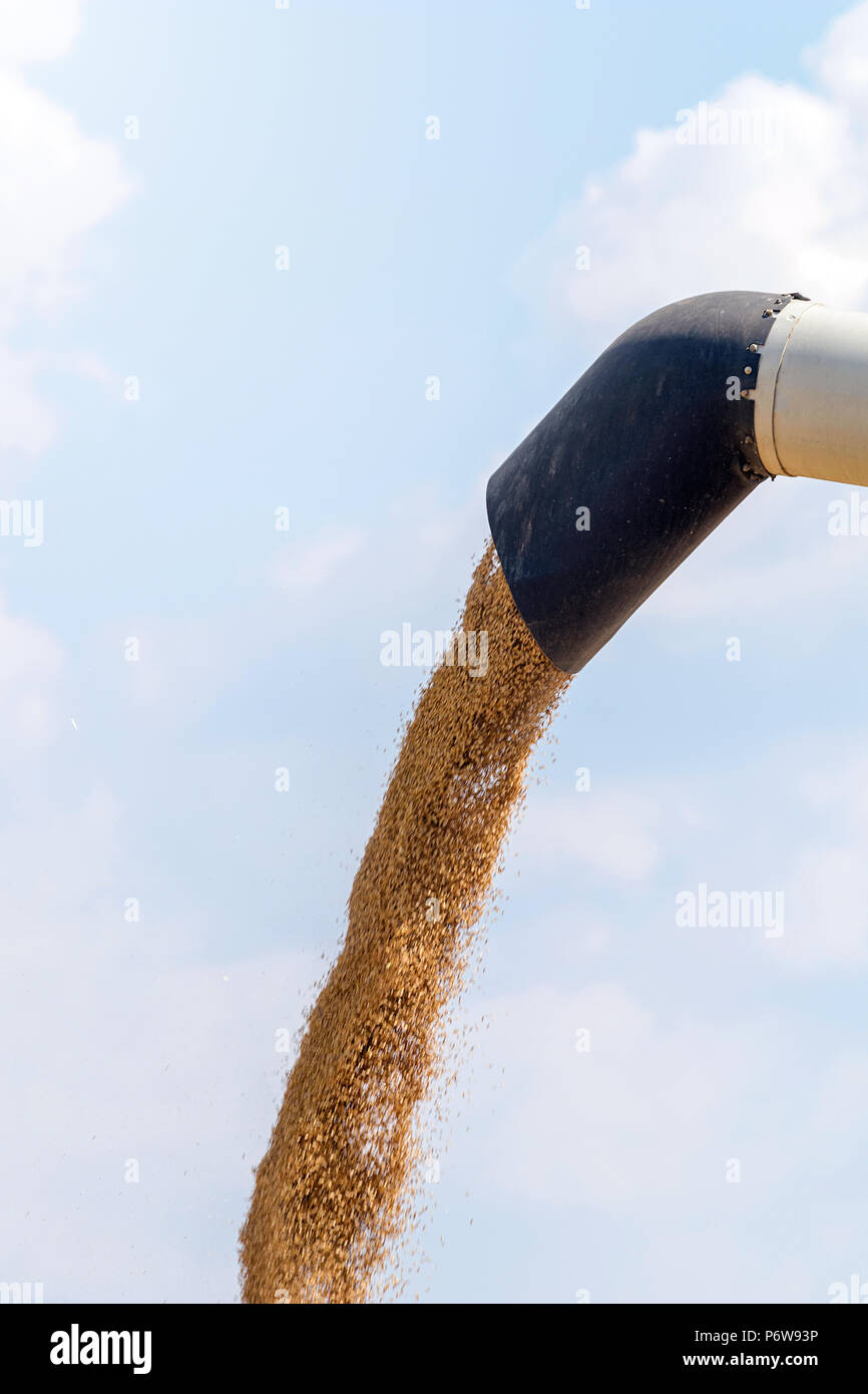 Harvester unloading wheat hi-res stock photography and images - Alamy