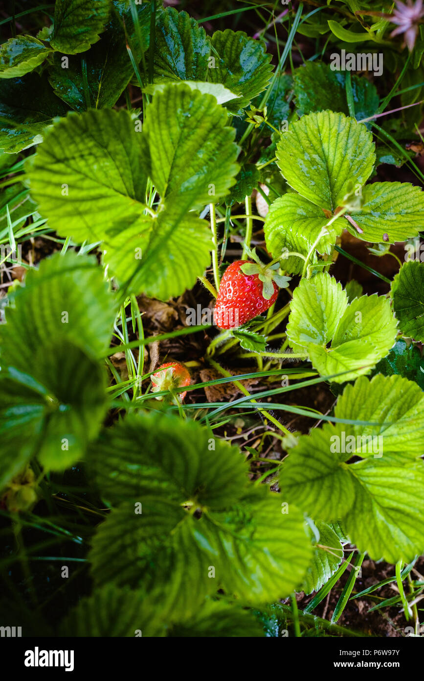 Plant of red strawberries with their leaves and stems Stock Photo - Alamy