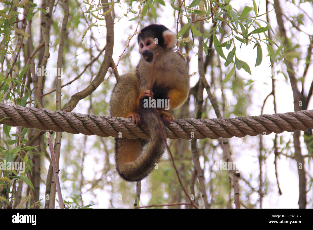 Northern Dutch wildlife as seen on a sunny day Stock Photo - Alamy
