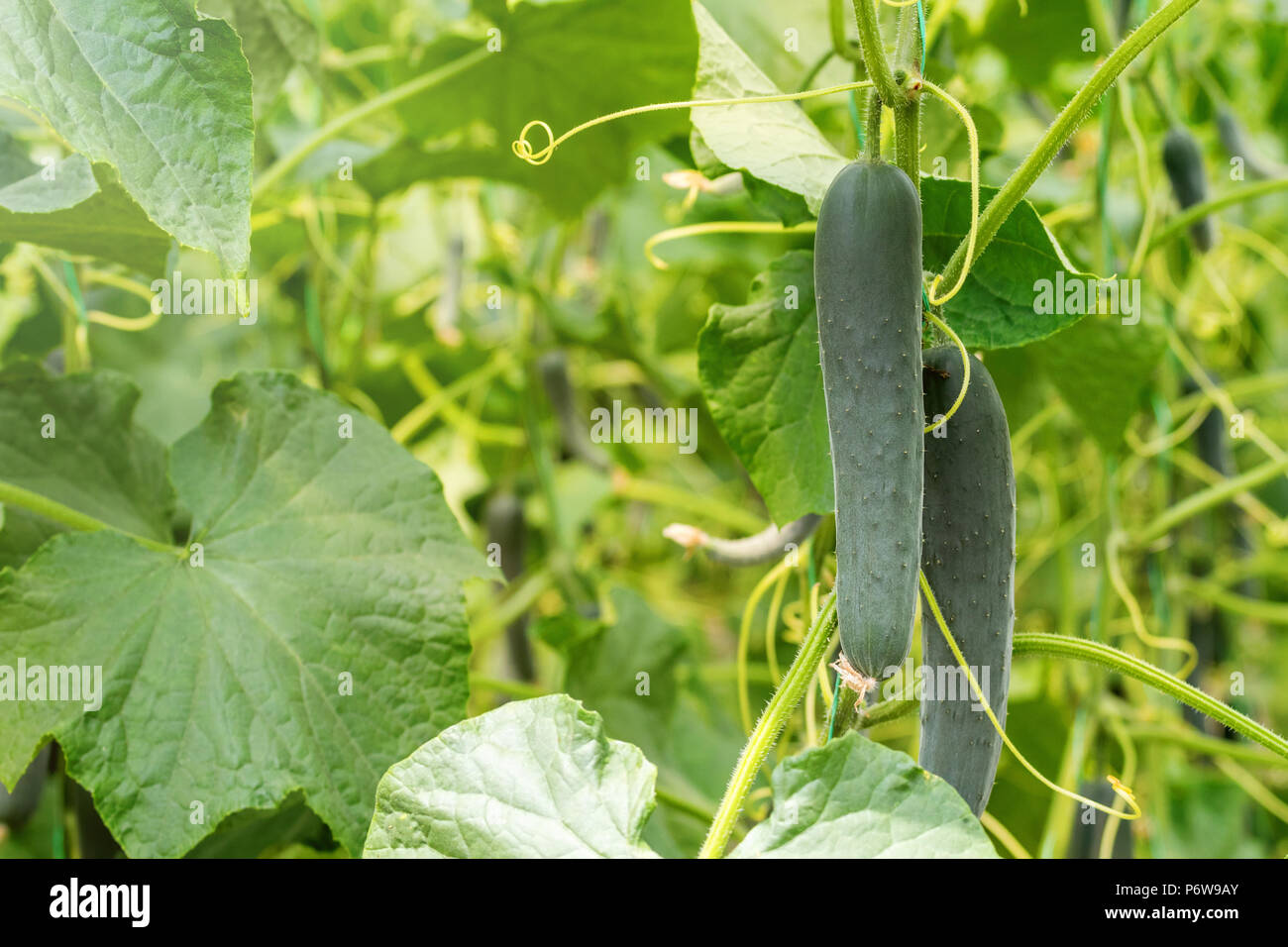 Cucumber plants, young fresh Cucumber organic vegetable Stock Photo - Alamy