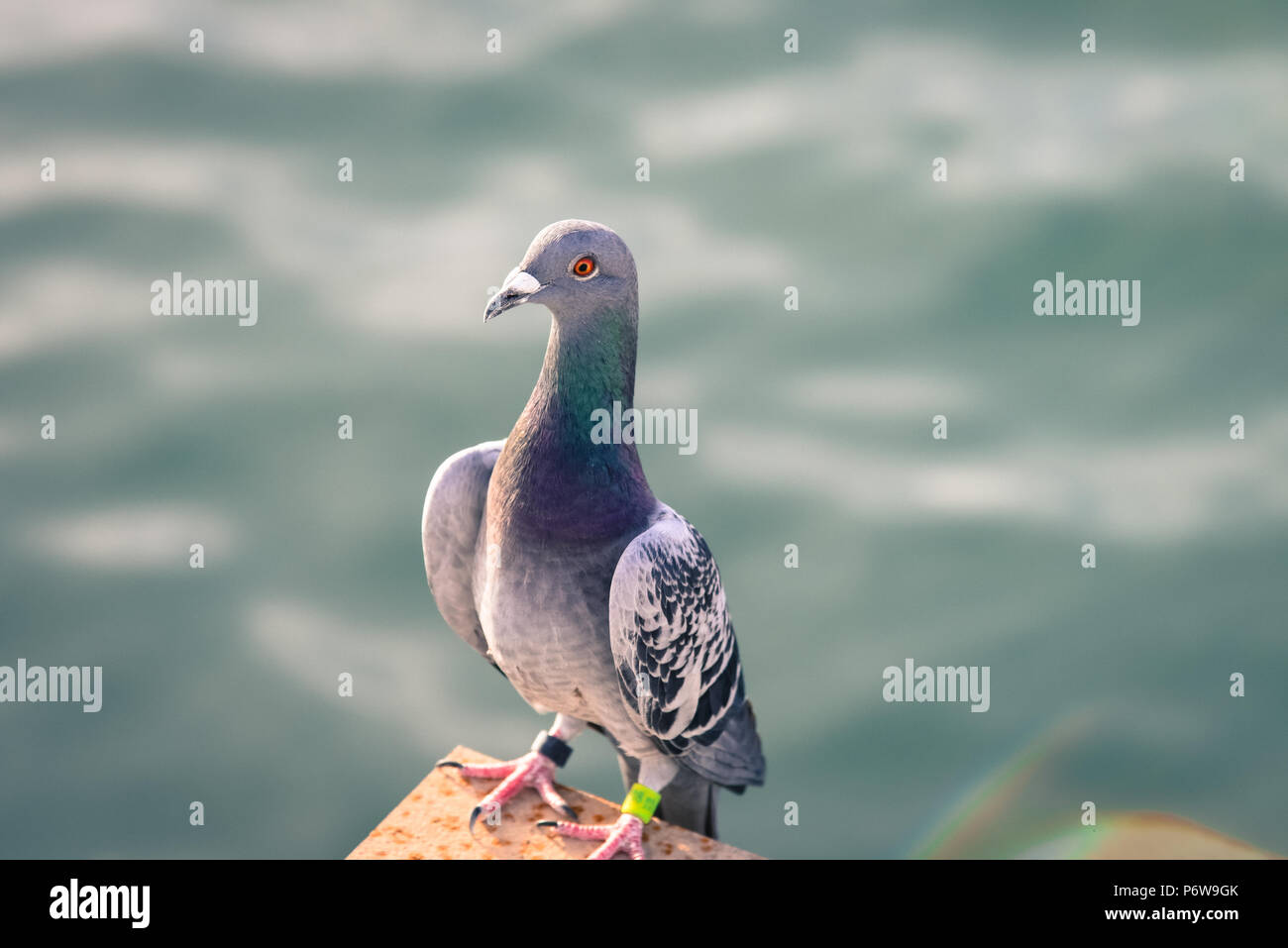 A glorious and vibrant pigeon, that's staring at people, with the sea ...