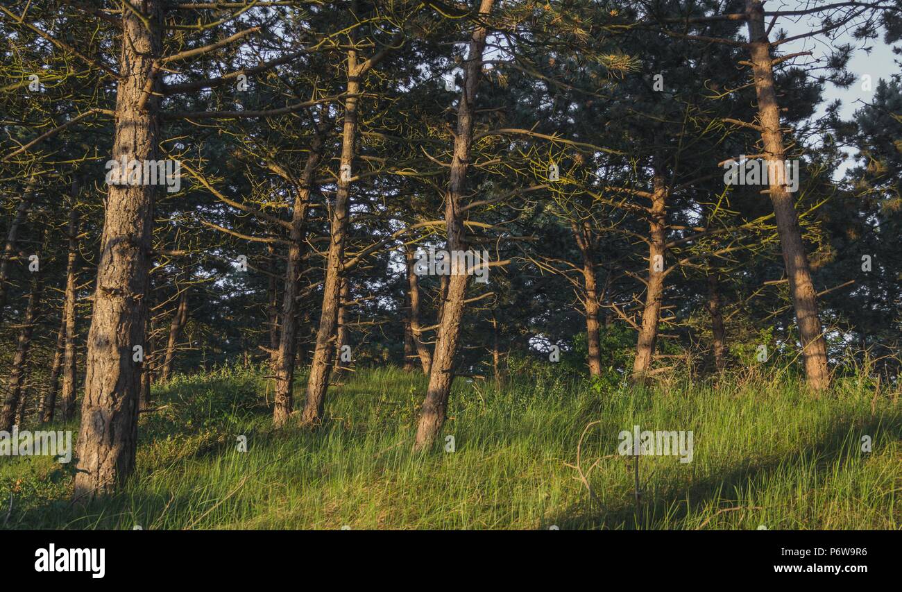 Dutch woods in the sunset in the Netherlands Stock Photo - Alamy
