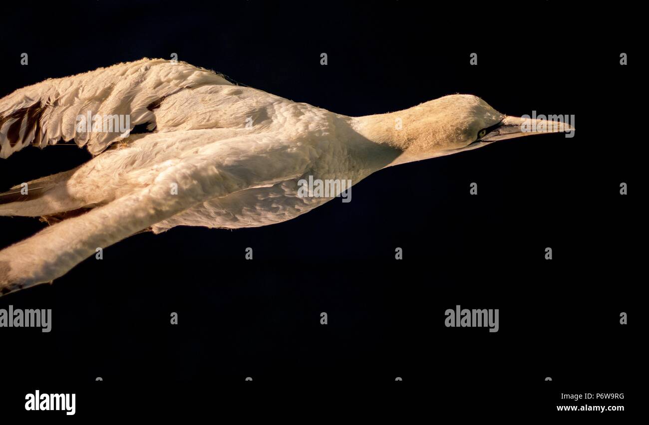 Close image of a dutch feathered bird in the Netherlands Stock Photo ...