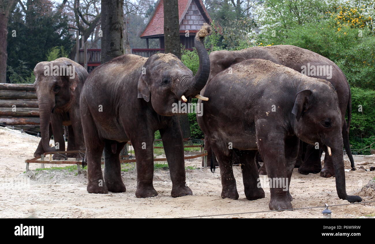 Dutch safari hi-res stock photography and images - Alamy