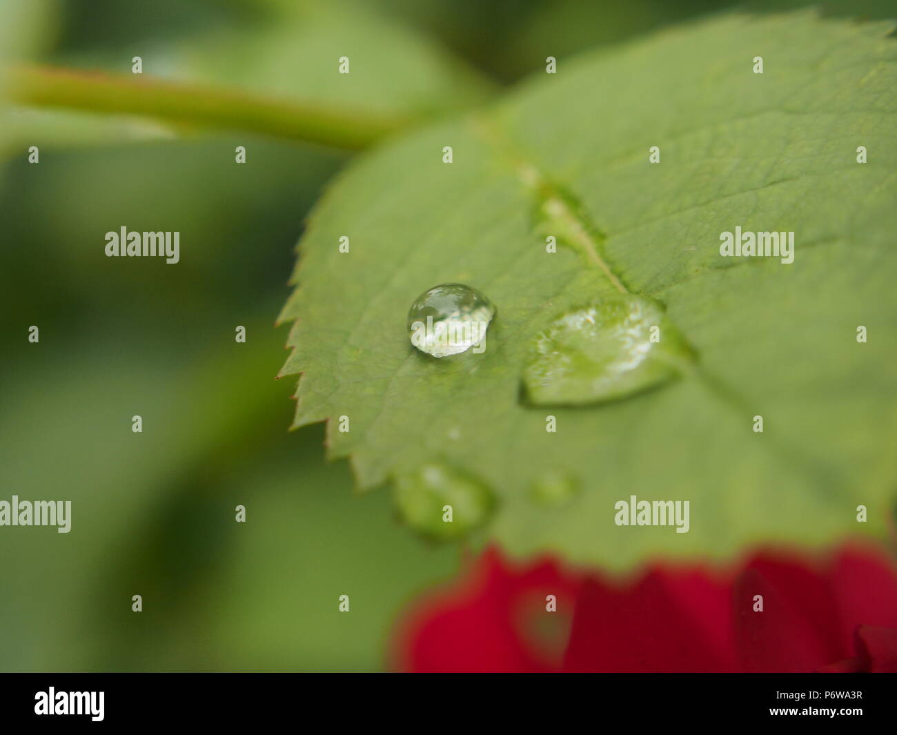A clear drop of water on a leaf of the plant. After the rain. Dew ...