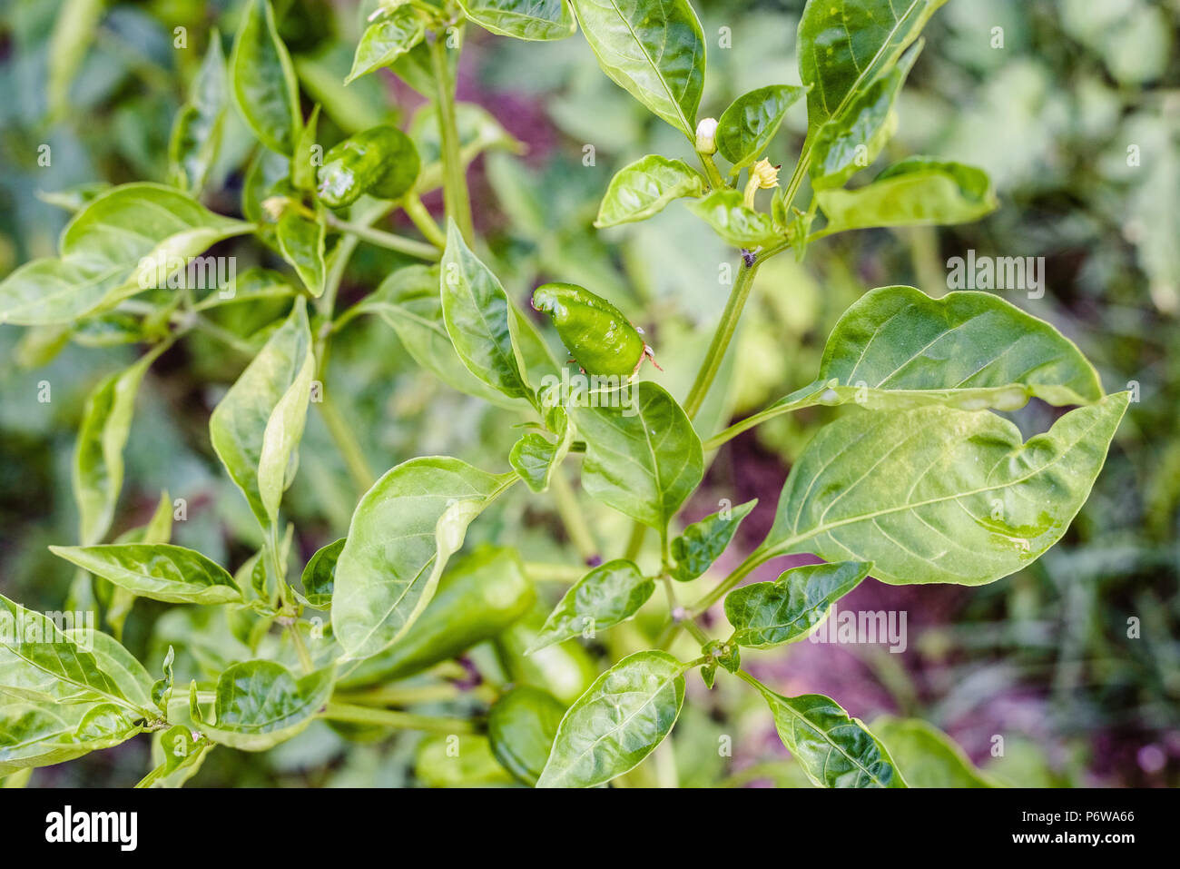 Plant of Italian green peppers Stock Photo - Alamy