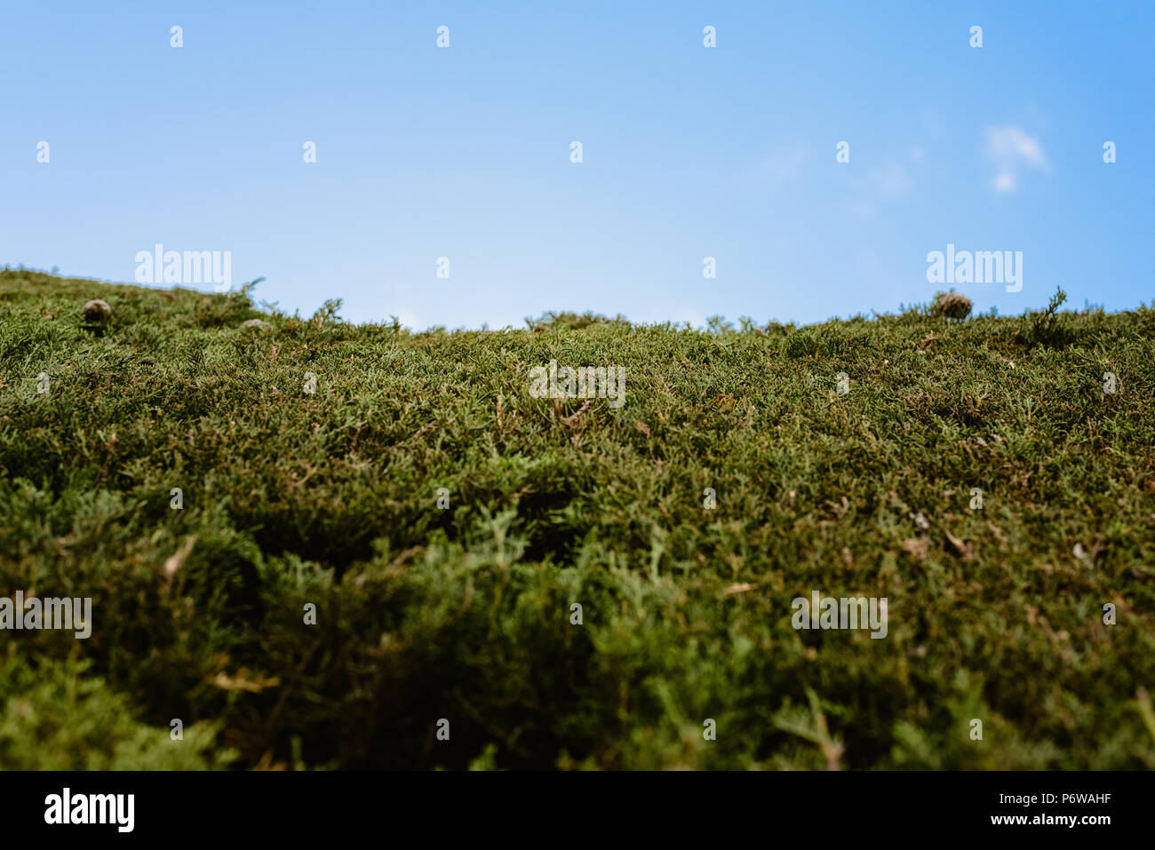 View of blue sky from the green grass Stock Photo - Alamy