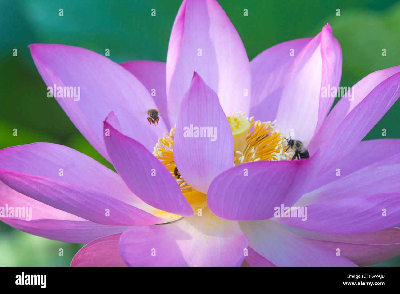 Bees life cycle hi-res stock photography and images - Alamy