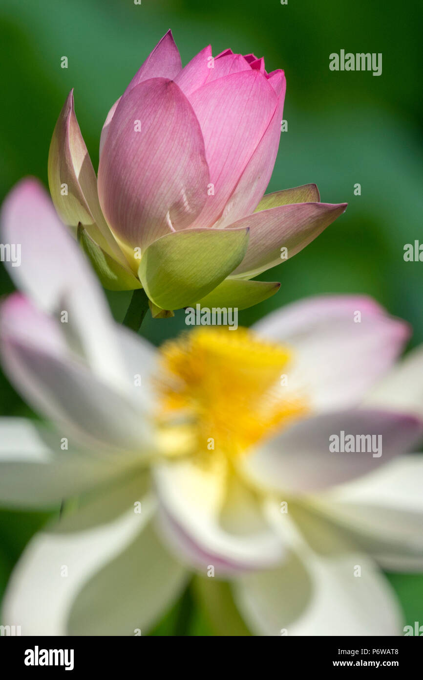 Plants life cycle stages hi-res stock photography and images - Alamy