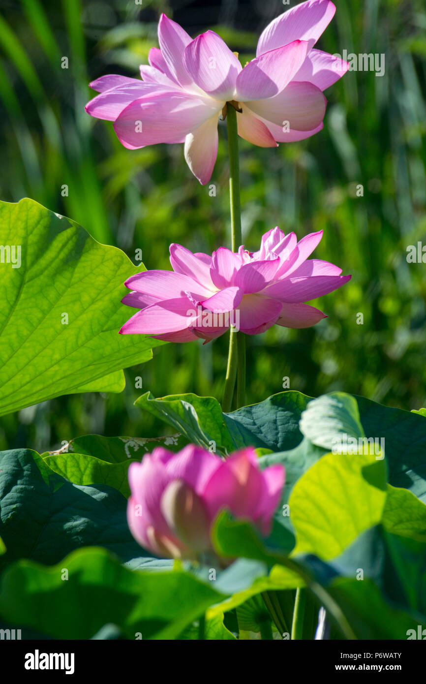 Three lotus plants seem to grow together as one at Kenilworth Aquatic ...