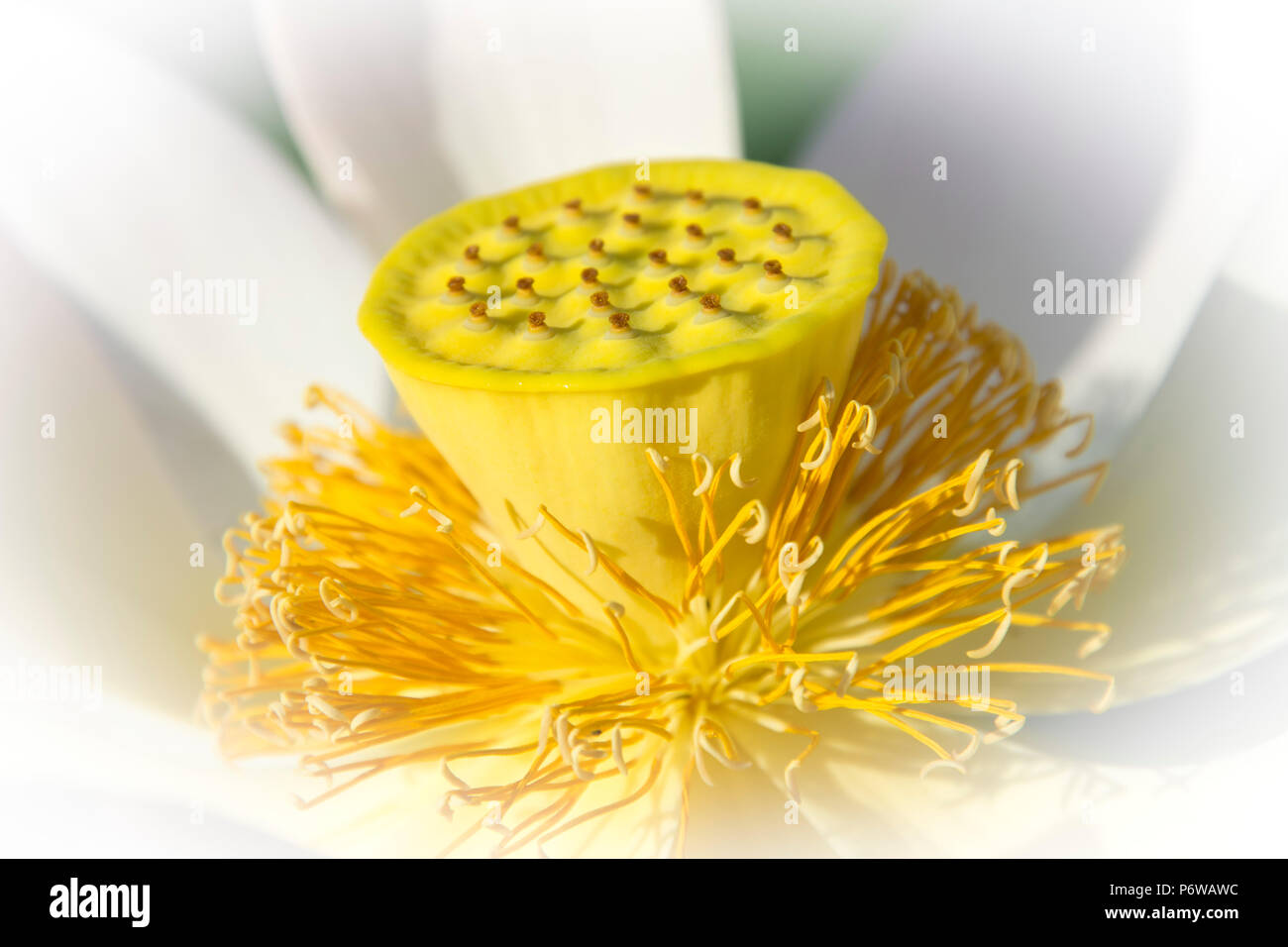 Yellow core of a lotus plant near the end of its life at Kenilworth ...