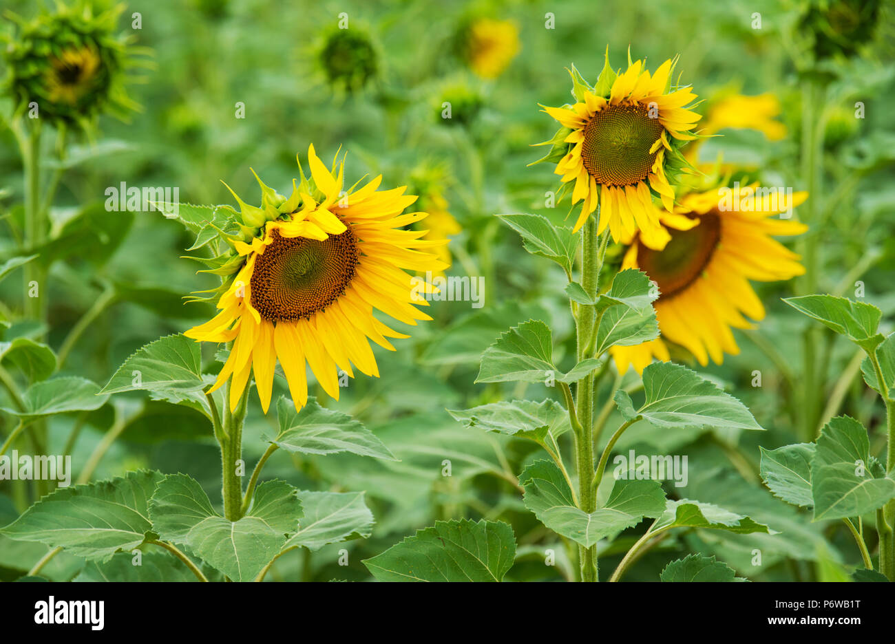 Nice field hi-res stock photography and images - Alamy