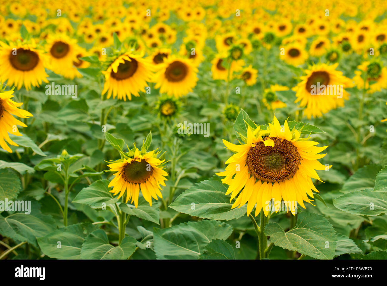 Nice field hi-res stock photography and images - Alamy