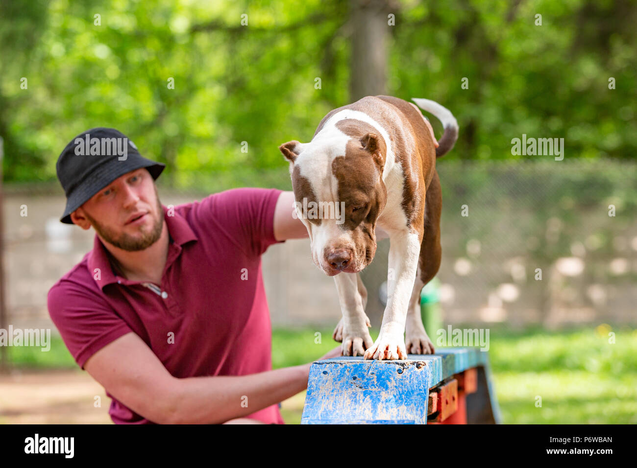 Master and his obedient dog at a dog training center Stock Photo - Alamy