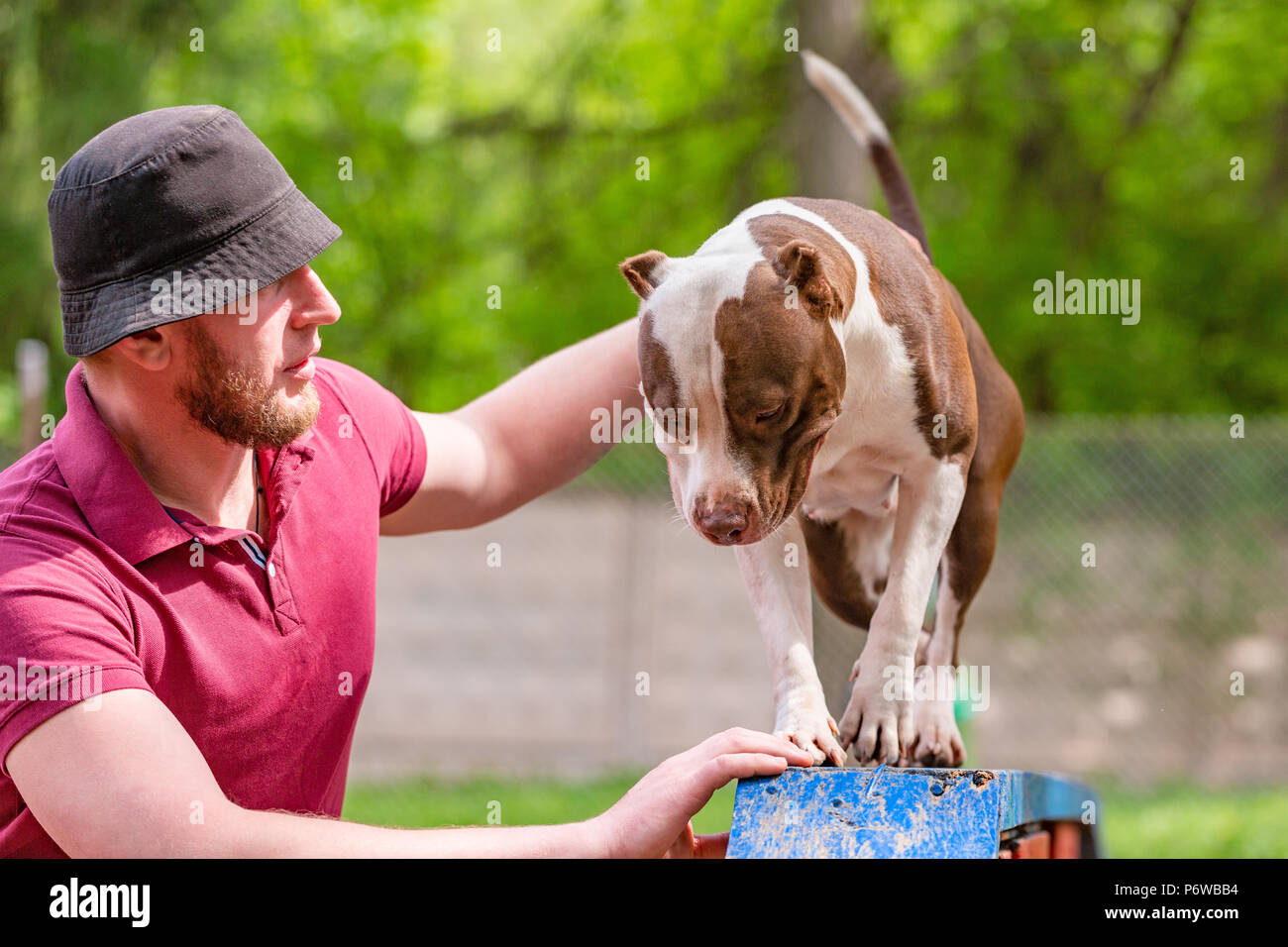 Master and his obedient dog at a dog training center Stock Photo - Alamy