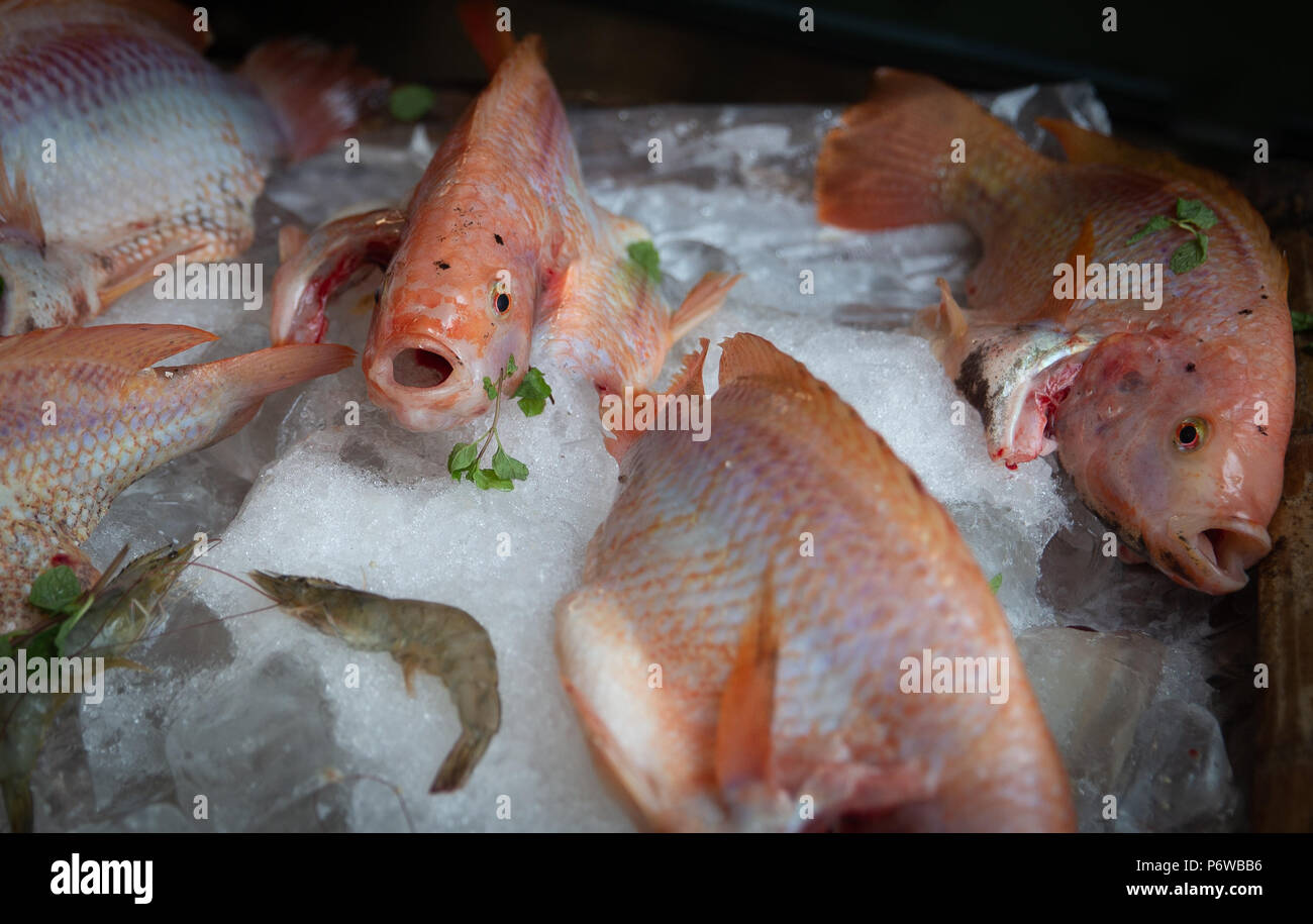 Red Snapper on Ice Stock Photo - Alamy