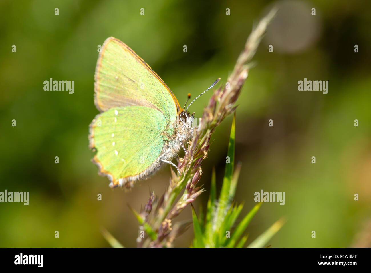Side profile butterfly hi-res stock photography and images - Alamy