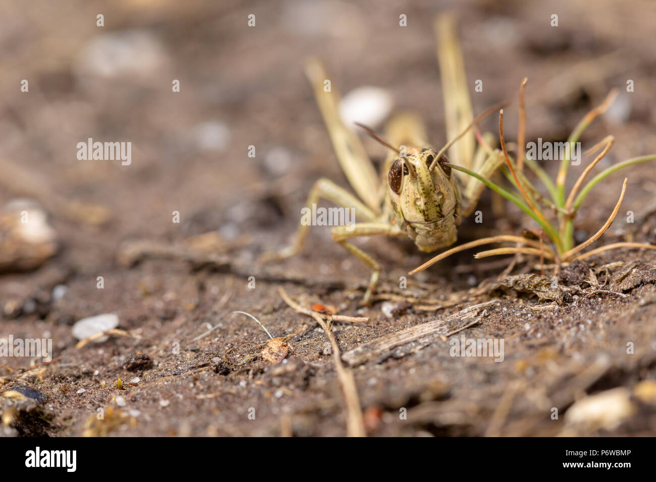 Macro photo of Meadow Grasshopper head-on with very narrow depth of ...