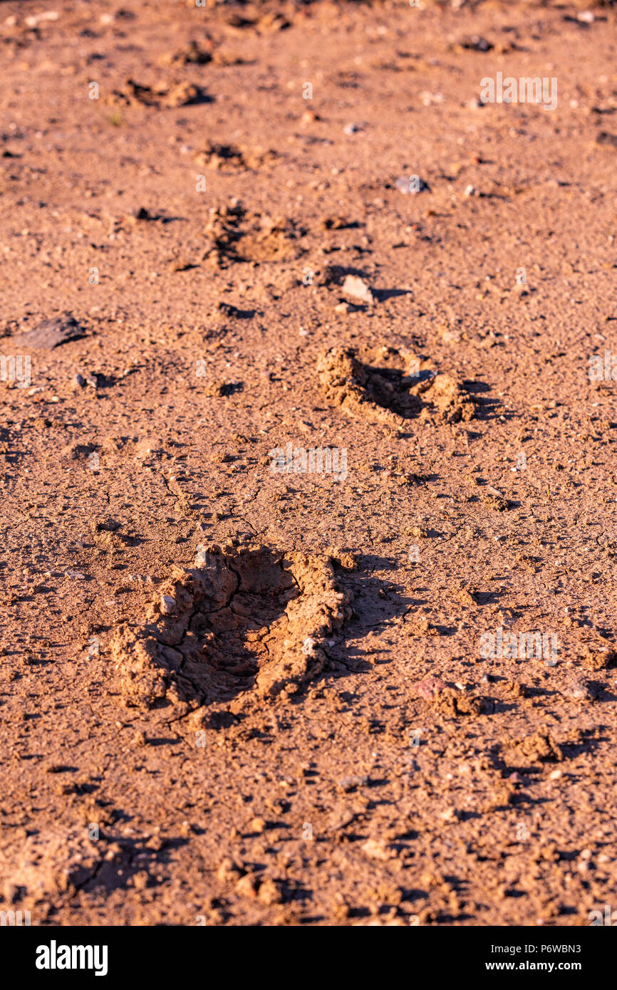 human traces on dry and cracked earth Stock Photo - Alamy