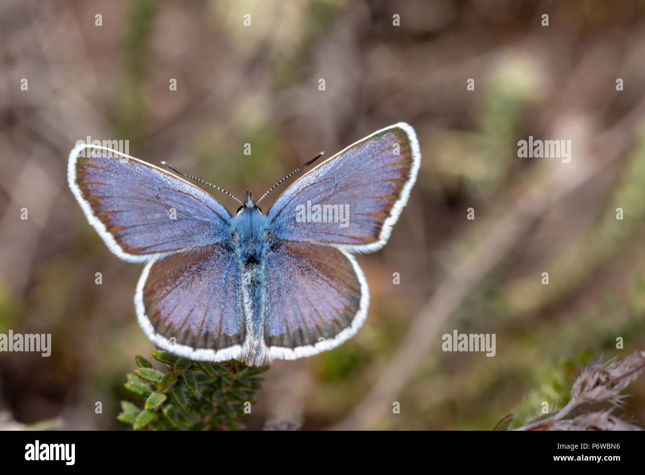 Close-up photo of Silver-studded blue butterfly with wings open and ...