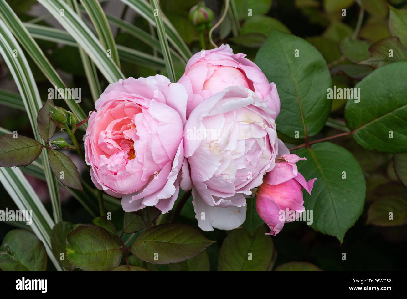 summer flowers in bloom in a garden Stock Photo - Alamy