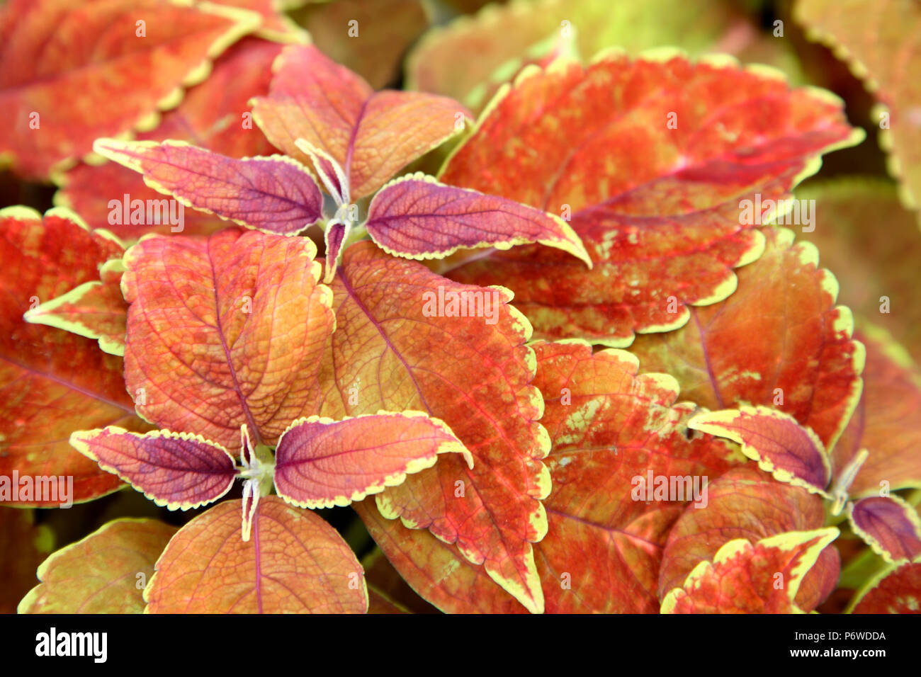Lovely orange plants with yellow trim Stock Photo - Alamy