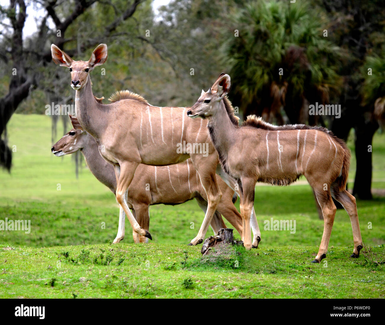 A small herd of three antelope are alert to predators as they graze ...