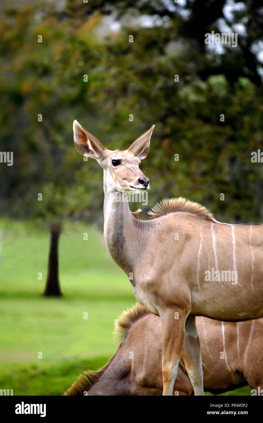 A Sitatunga Antelope pauses to survey the surroundings for danger Stock ...