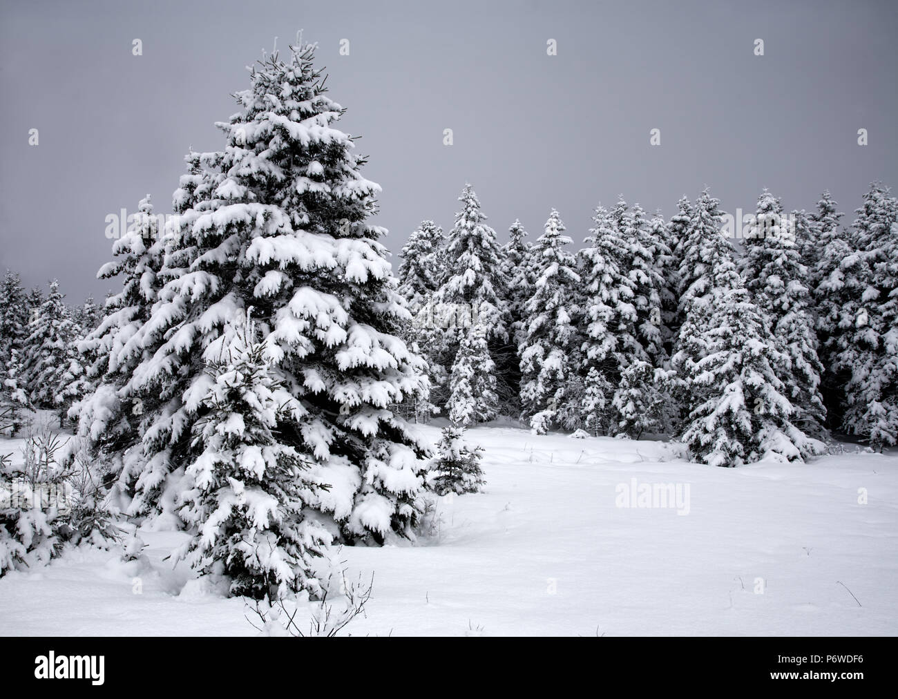 Snow blanketed forest hi-res stock photography and images - Alamy