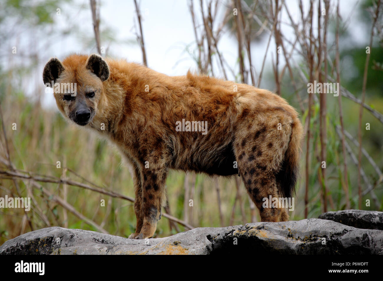 A spotted hyena poses on a rock Stock Photo - Alamy