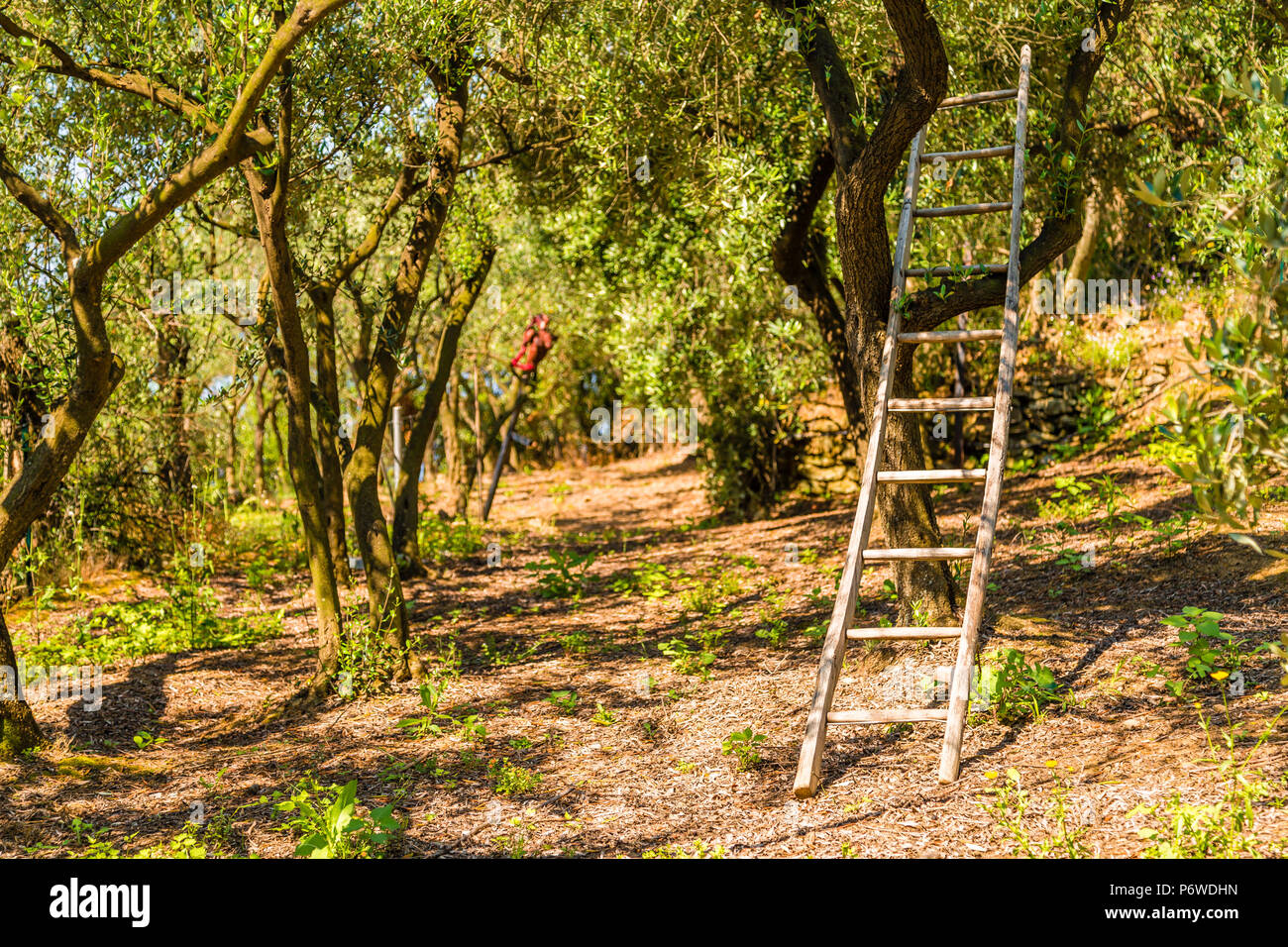 Olive tree in italy hi-res stock photography and images - Alamy
