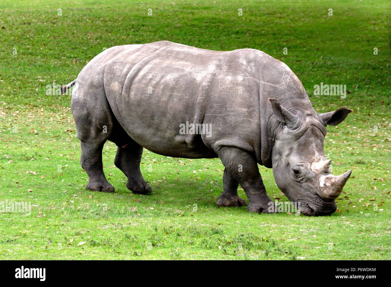 Sumatran rhino hi-res stock photography and images - Alamy