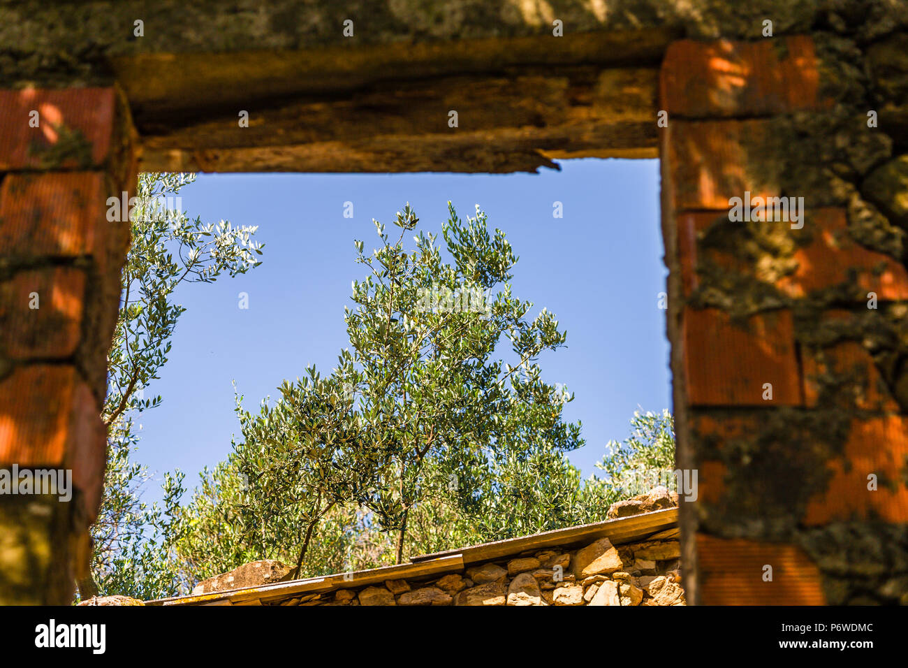 window on olive tree in ruined brick wall Stock Photo - Alamy