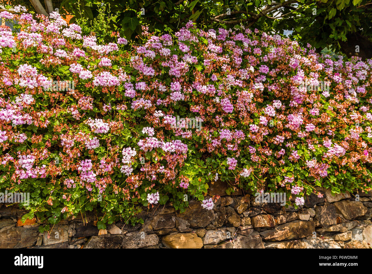 pink geraniums hanging from old wall Stock Photo - Alamy