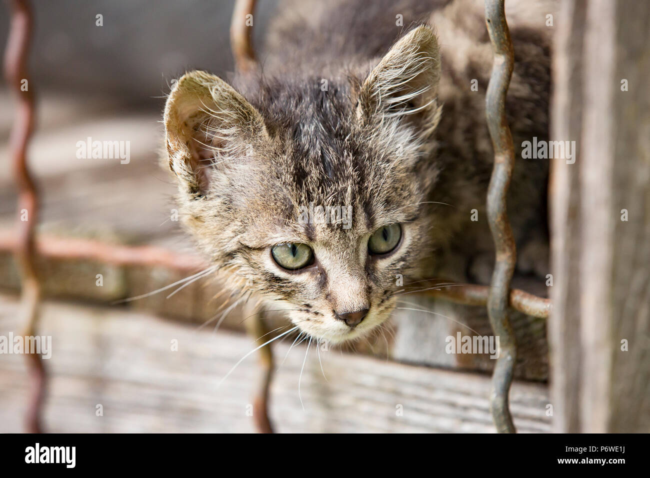 Adorable Kitten outdoor in his natural habitat Stock Photo - Alamy