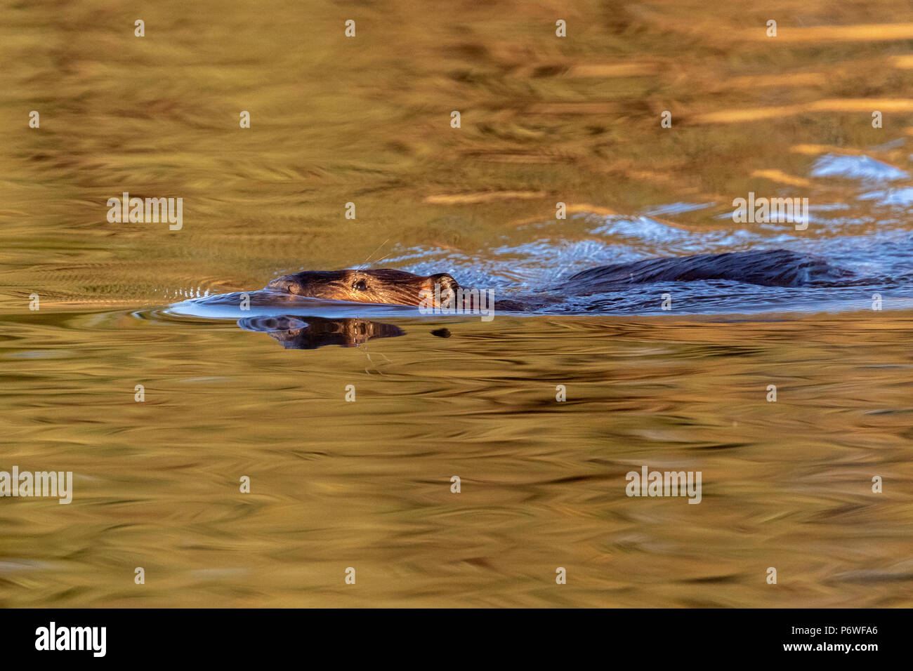 Muskrat swimming in Upper Klamath Lake, near Putnam's Point, Oregon ...