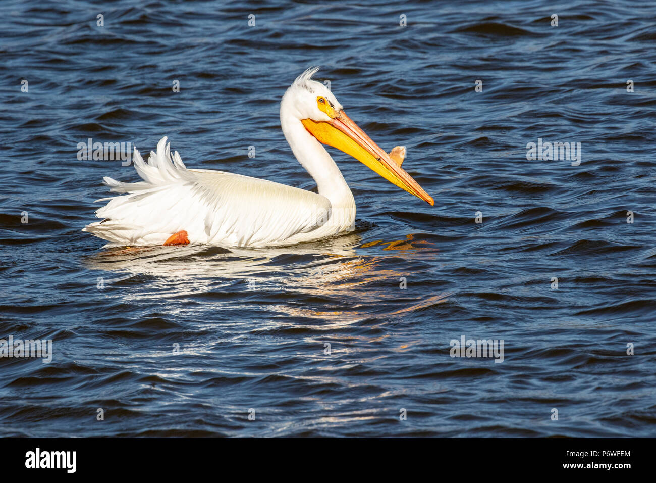 White pelican with breeding "horn" that is shed after mating Stock ...