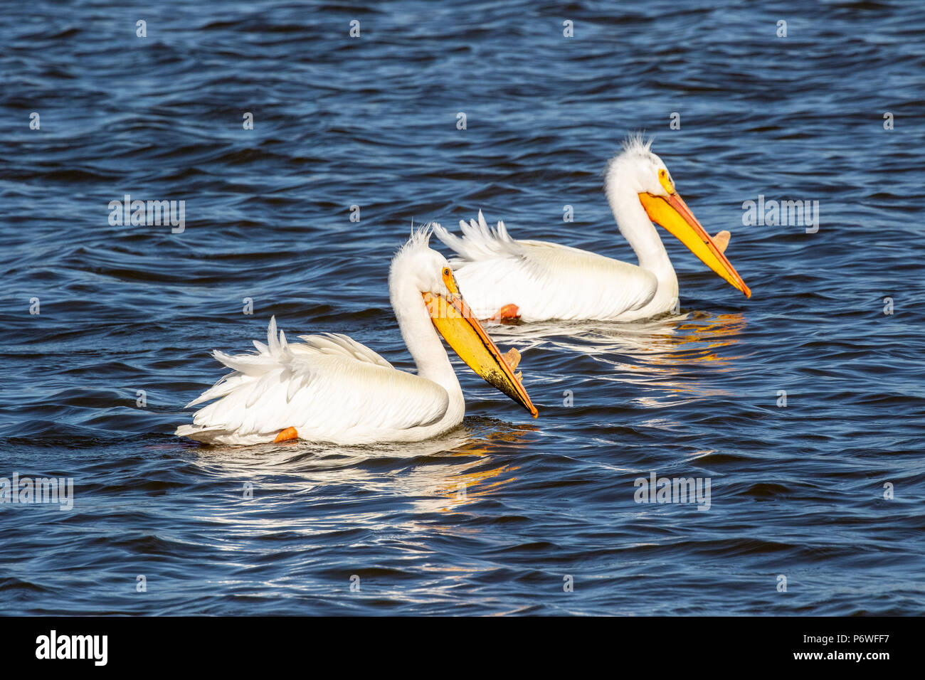 White pelicans with breeding "horn" that is shed after mating Stock ...