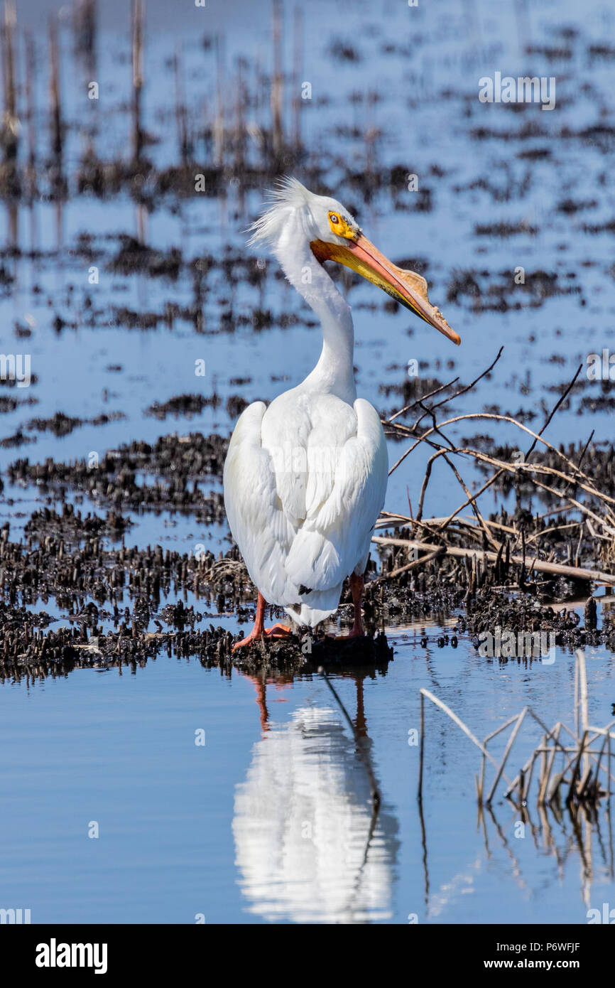 White pelican with breeding "horn" that is shed after mating Stock ...