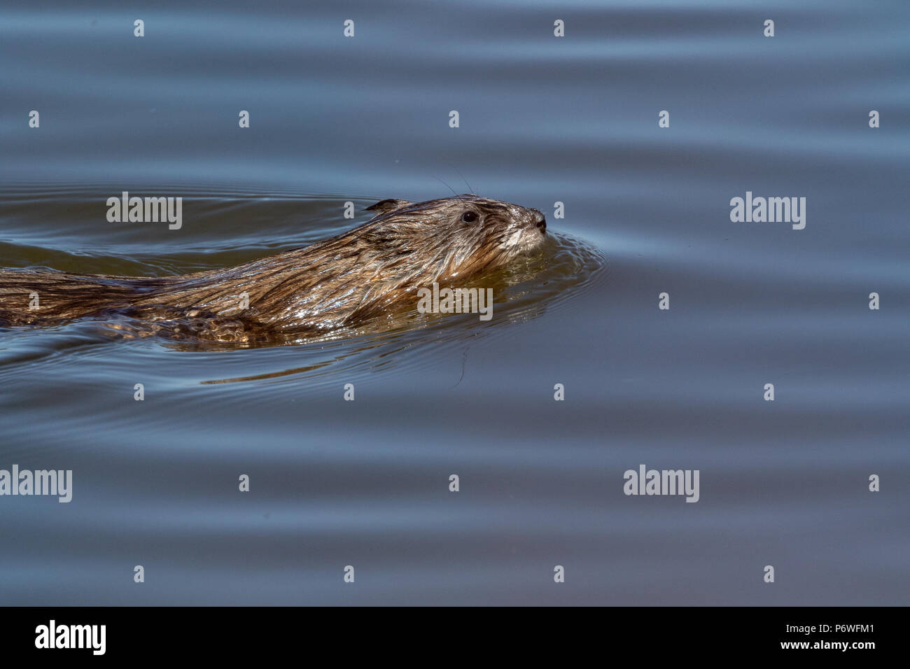 Common muskrat hi-res stock photography and images - Alamy