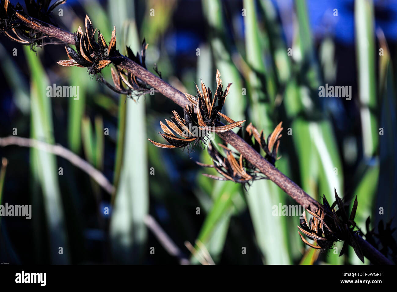 Green New Zealand flax bush closeup detail of flowers Stock Photo - Alamy