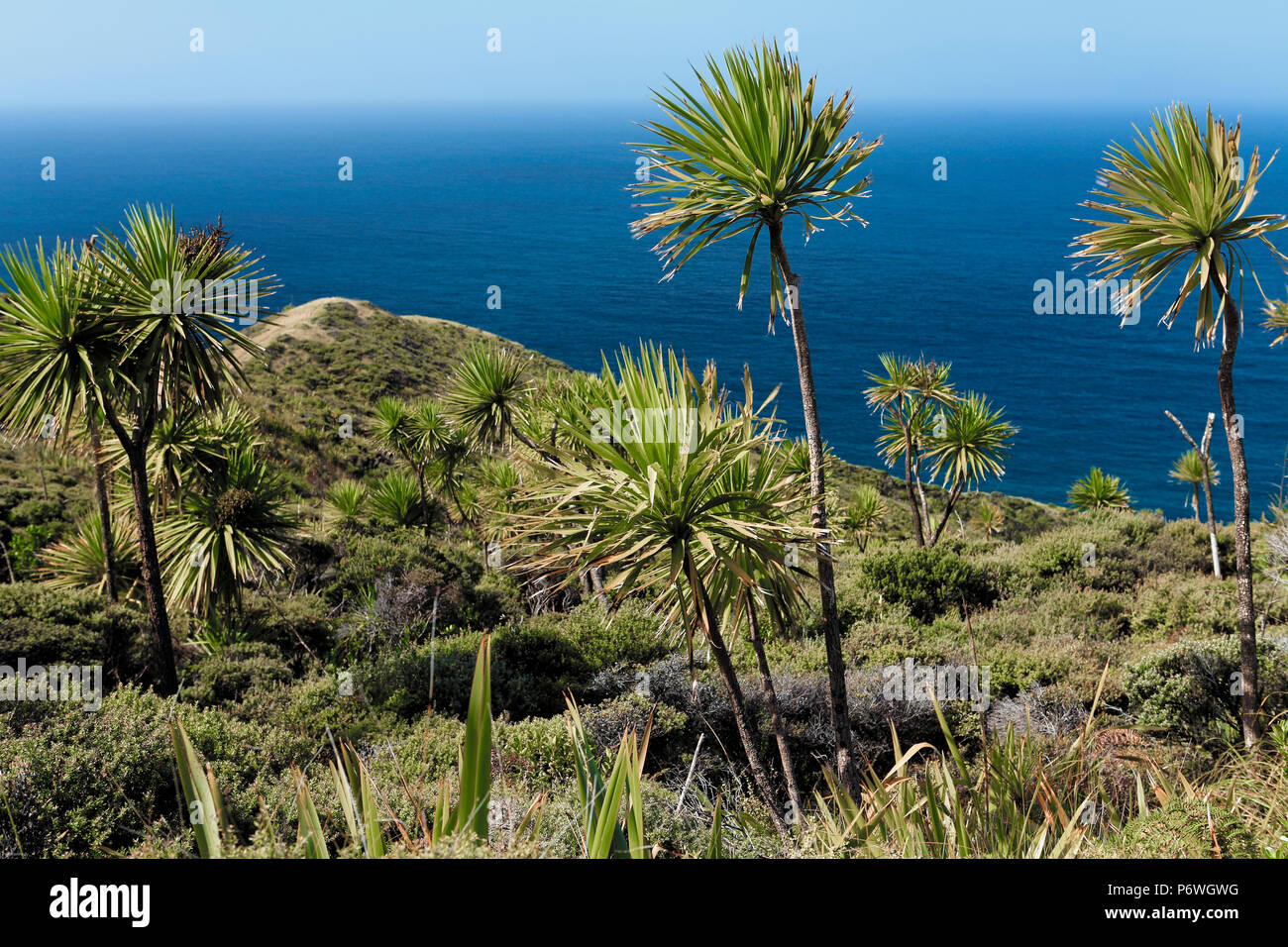 Cordyline australis plants in new zealand hi-res stock photography and ...