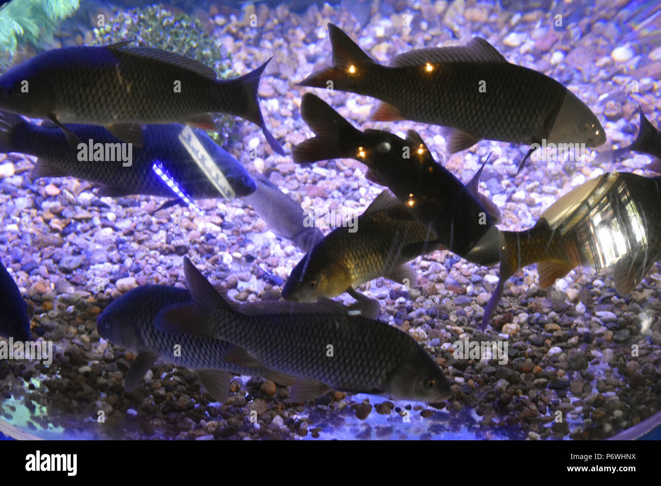 Worlds largest freshwater fish hi-res stock photography and images - Alamy